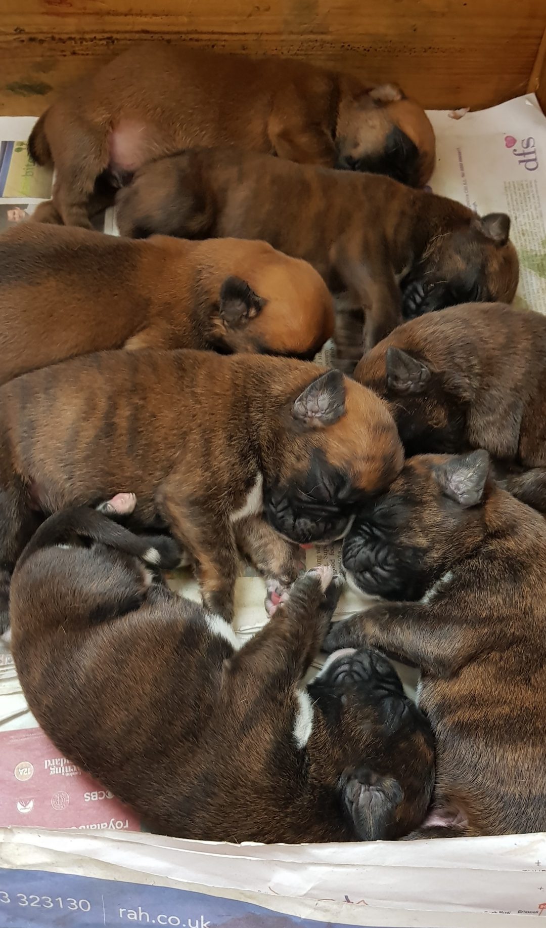 Fur Babies dog Blog | Bobtail boxers and tail docking