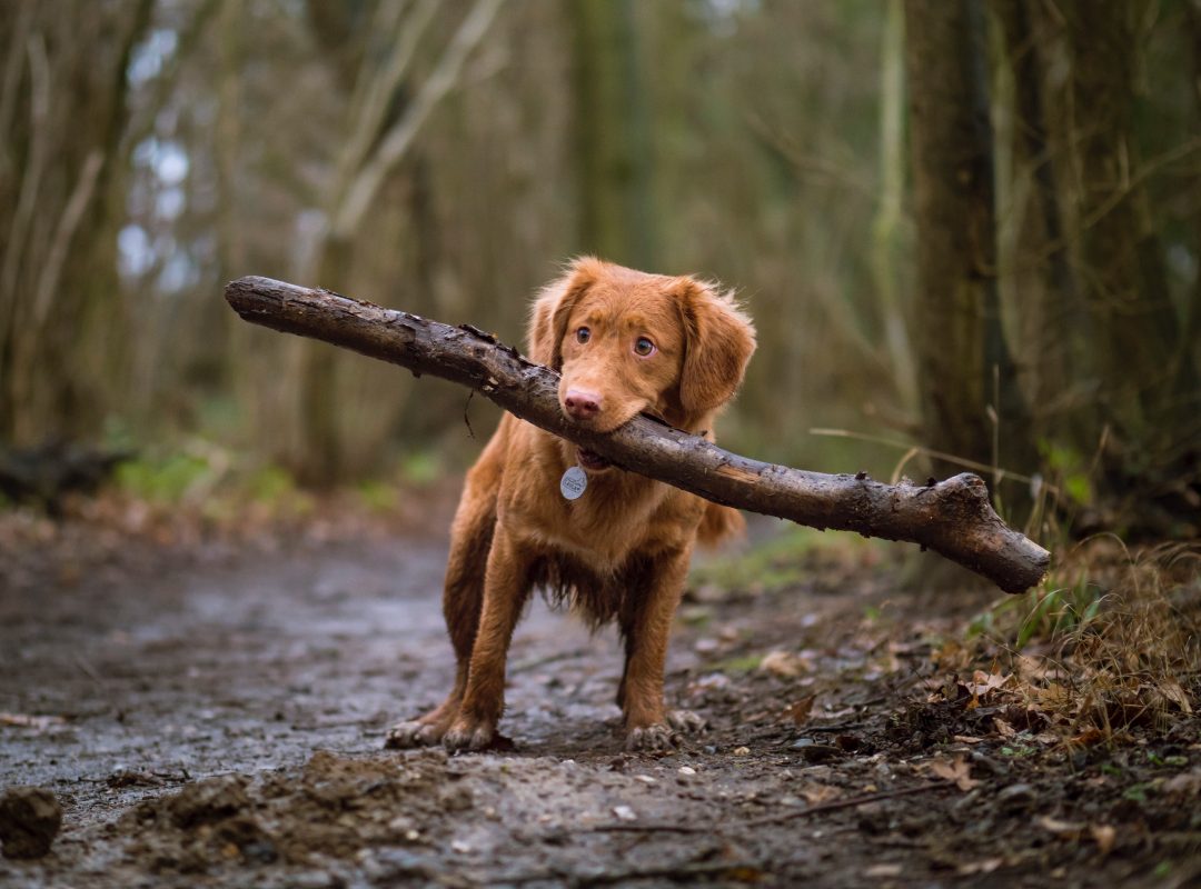 Outdoor essentials for dog adventures